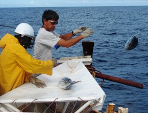 Tagging tuna in the Pacific | Econnect Communication