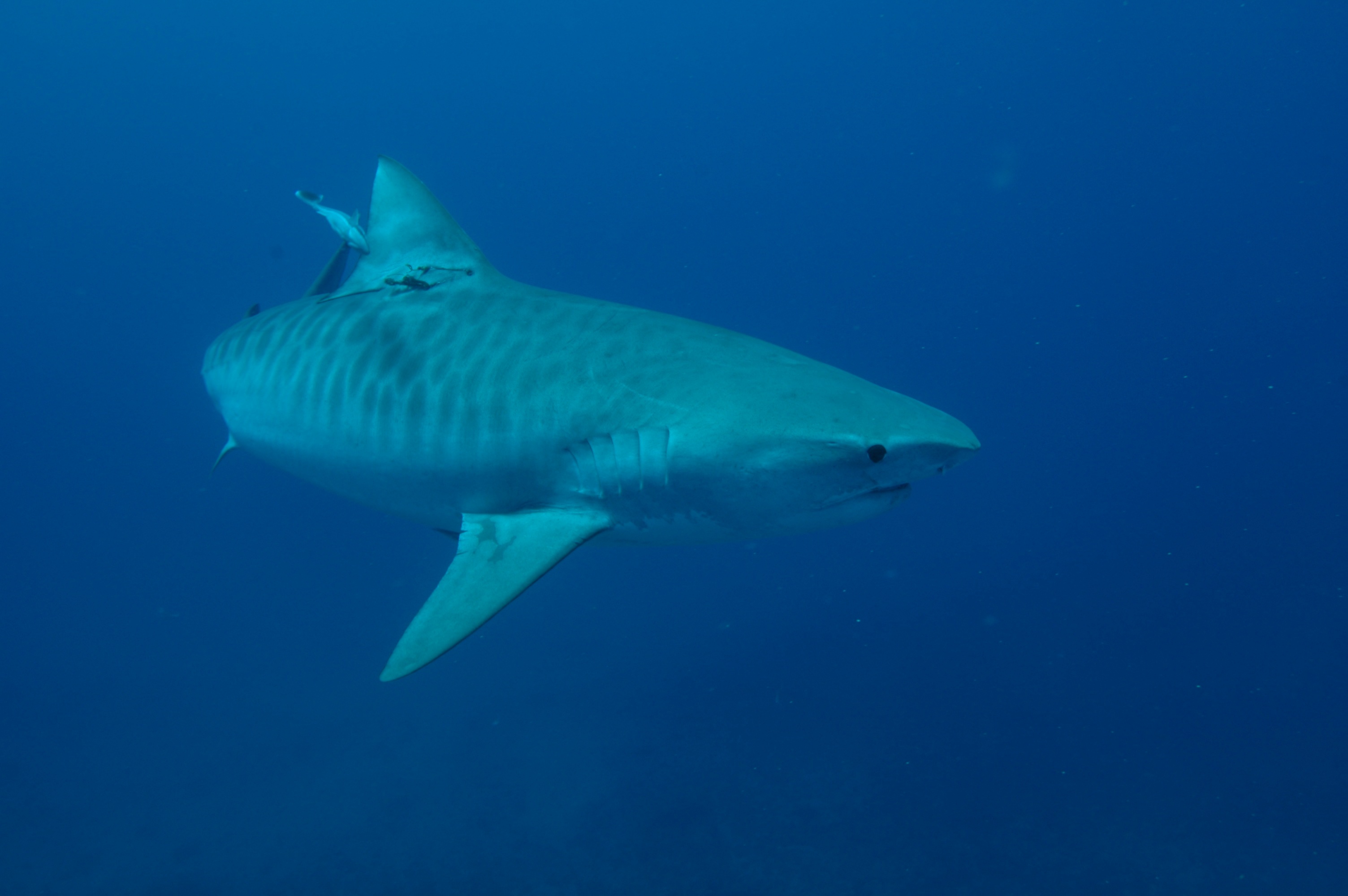 Tiger-shark_Credit-Rob-Harcourt | Econnect Communication