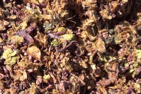 grape waste | Econnect Communication