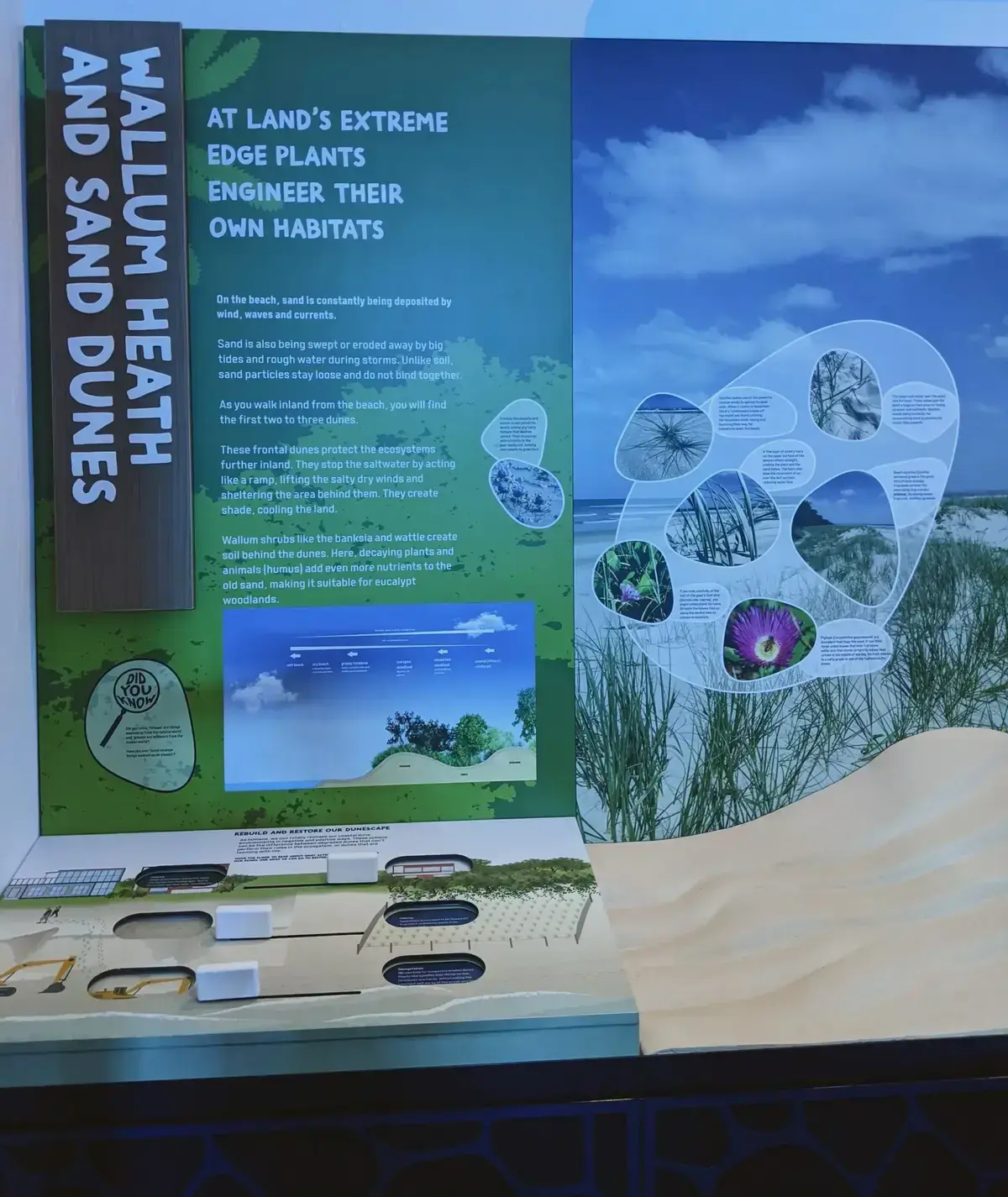 Wallum-and-dunes-scaled (1) (1) | Econnect Communication